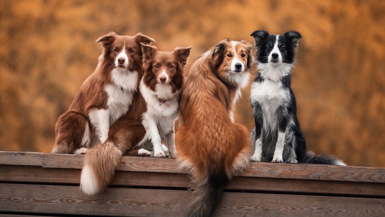 Quel est le chien le plus intelligent ? Top 10