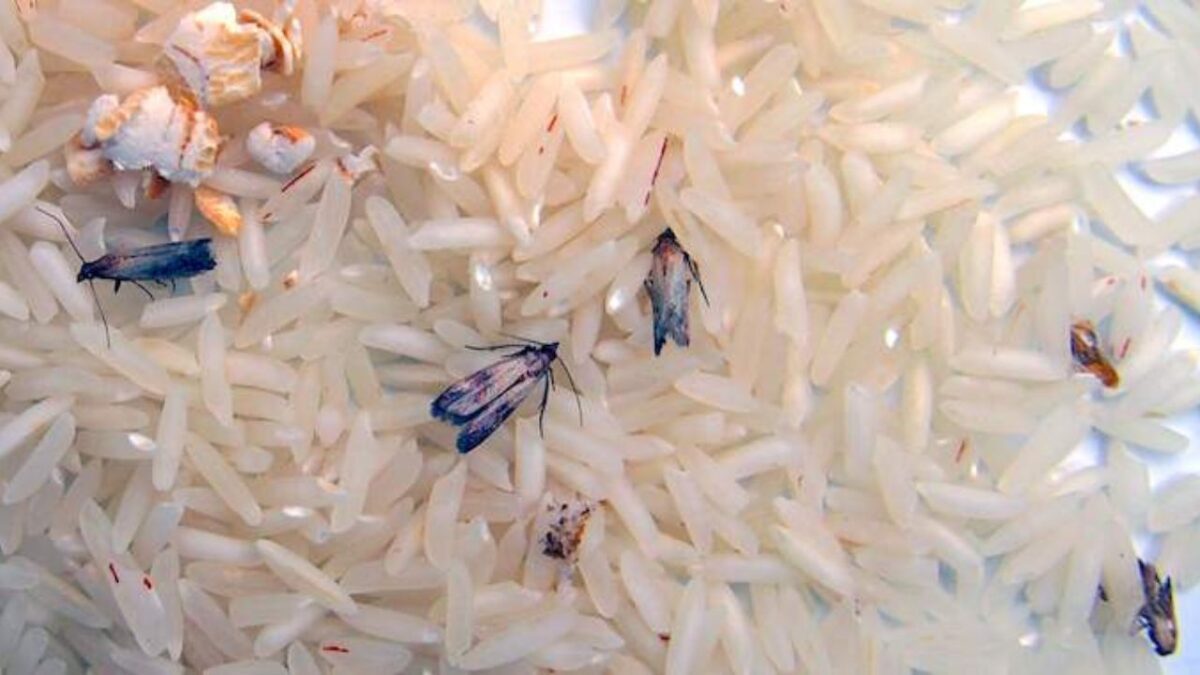 Comment se débarrasser des mites alimentaires, ce problème qui touche ...