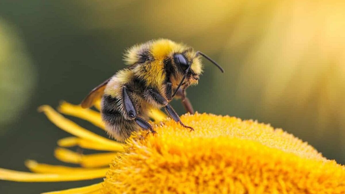 Tout ce que vous devez savoir sur une piqure de bourdon : prévention et ...