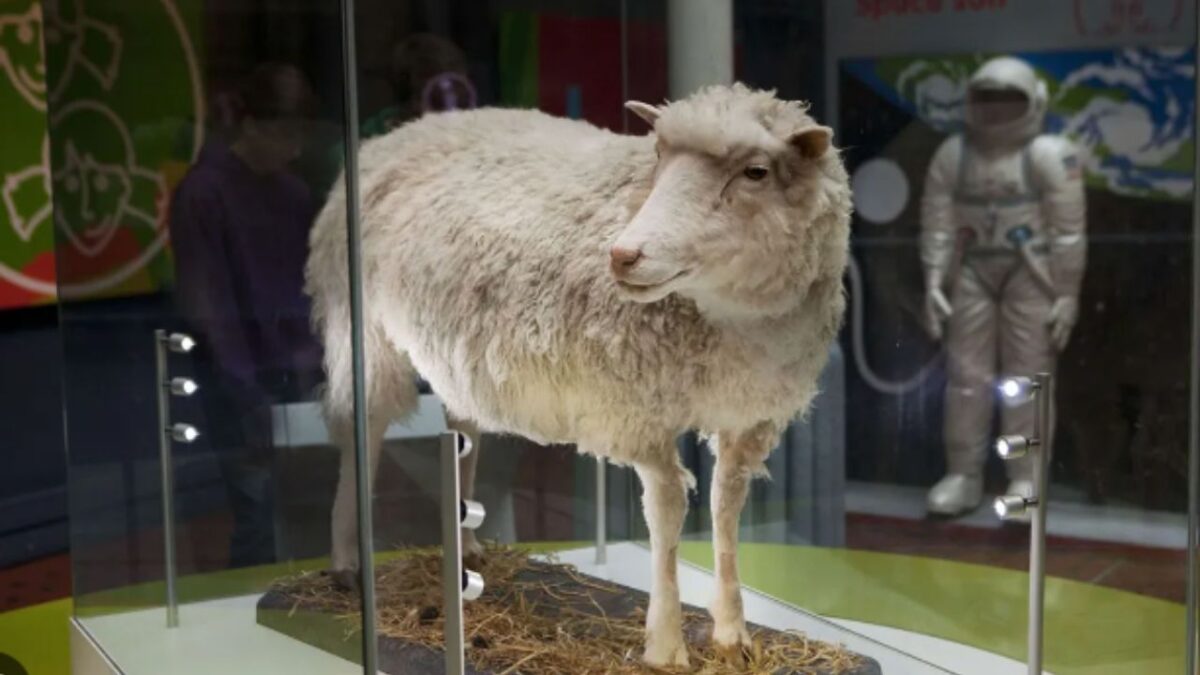 L'histoire de Dolly, premier mammifère cloné par l'homme