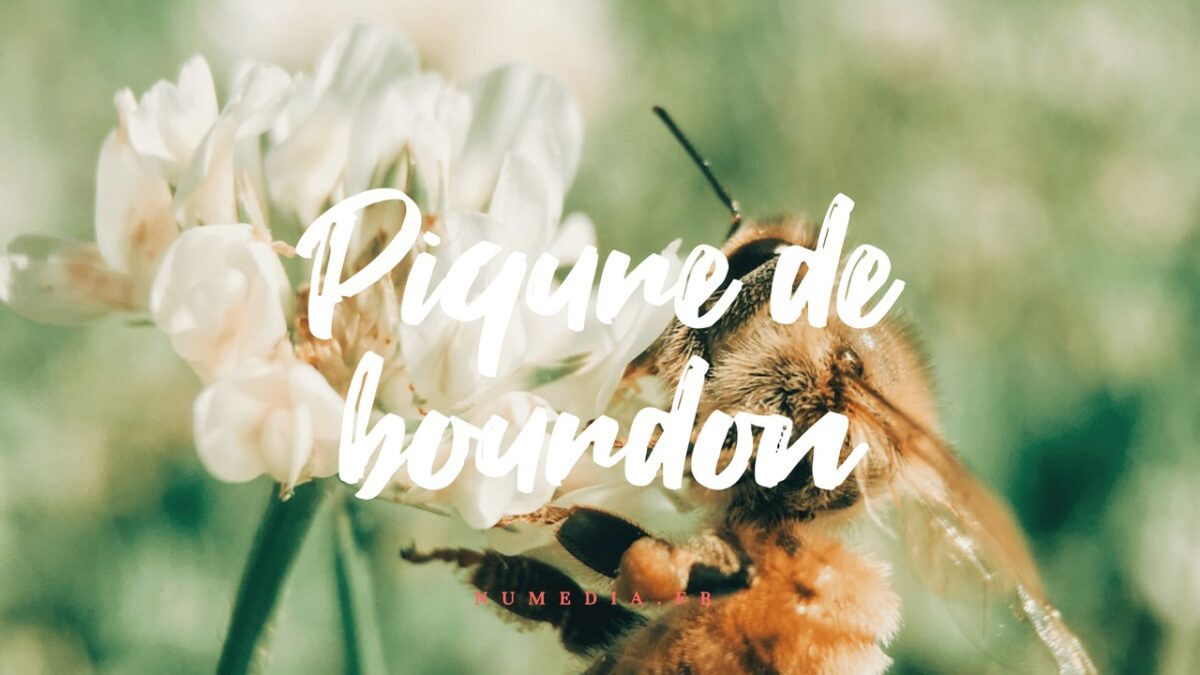 Tout ce que vous devez savoir sur une piqure de bourdon : prévention et ...
