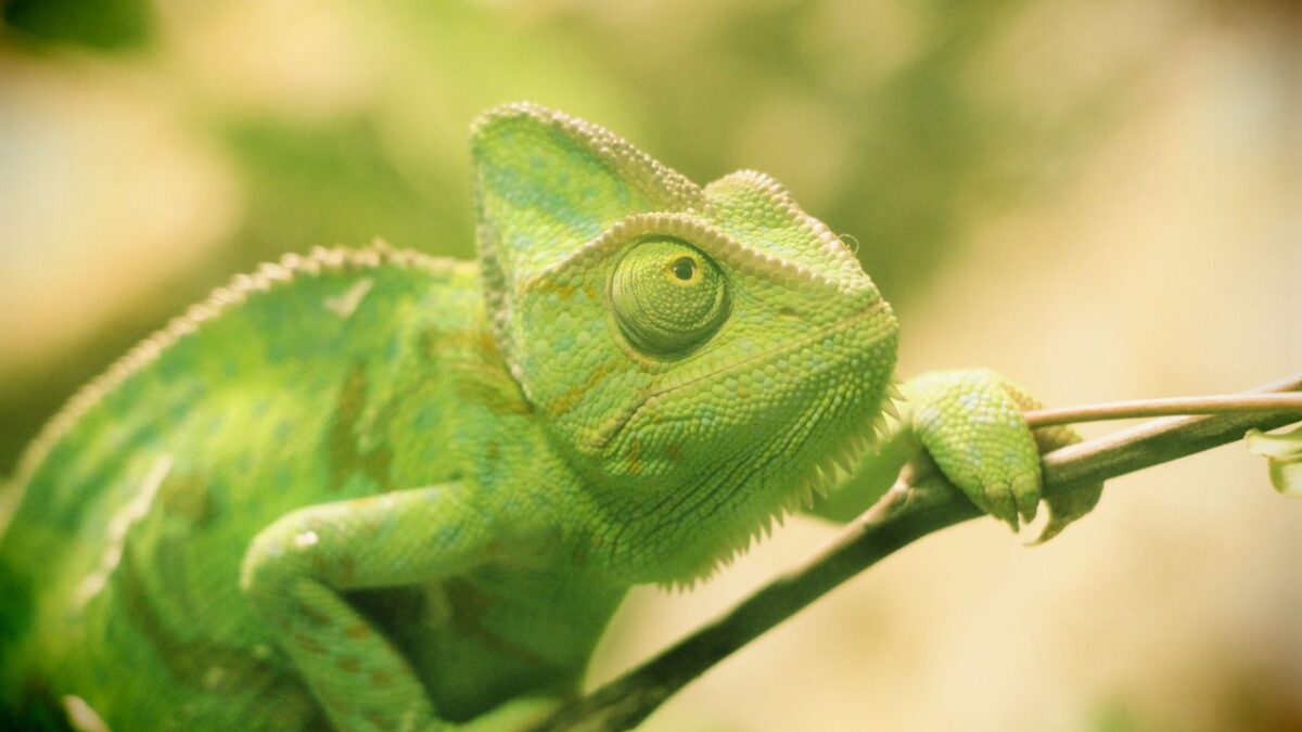 Le caméléon peut-il réellement changer de couleur ? Tout le monde se ...