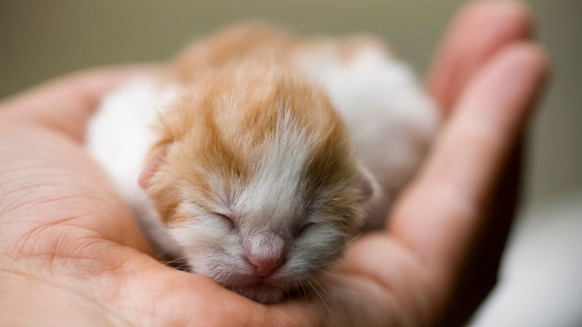 Bébés chats : comment faire pour sexer des chatons