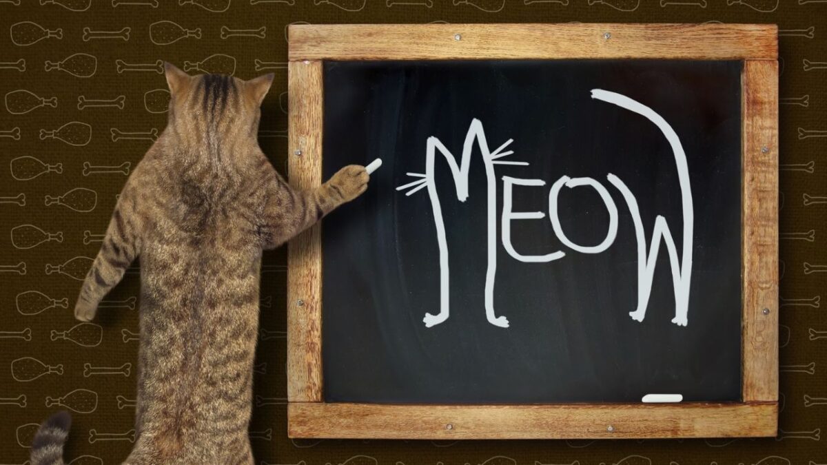 Chat : comment comprendre son langage corporel et sa voix