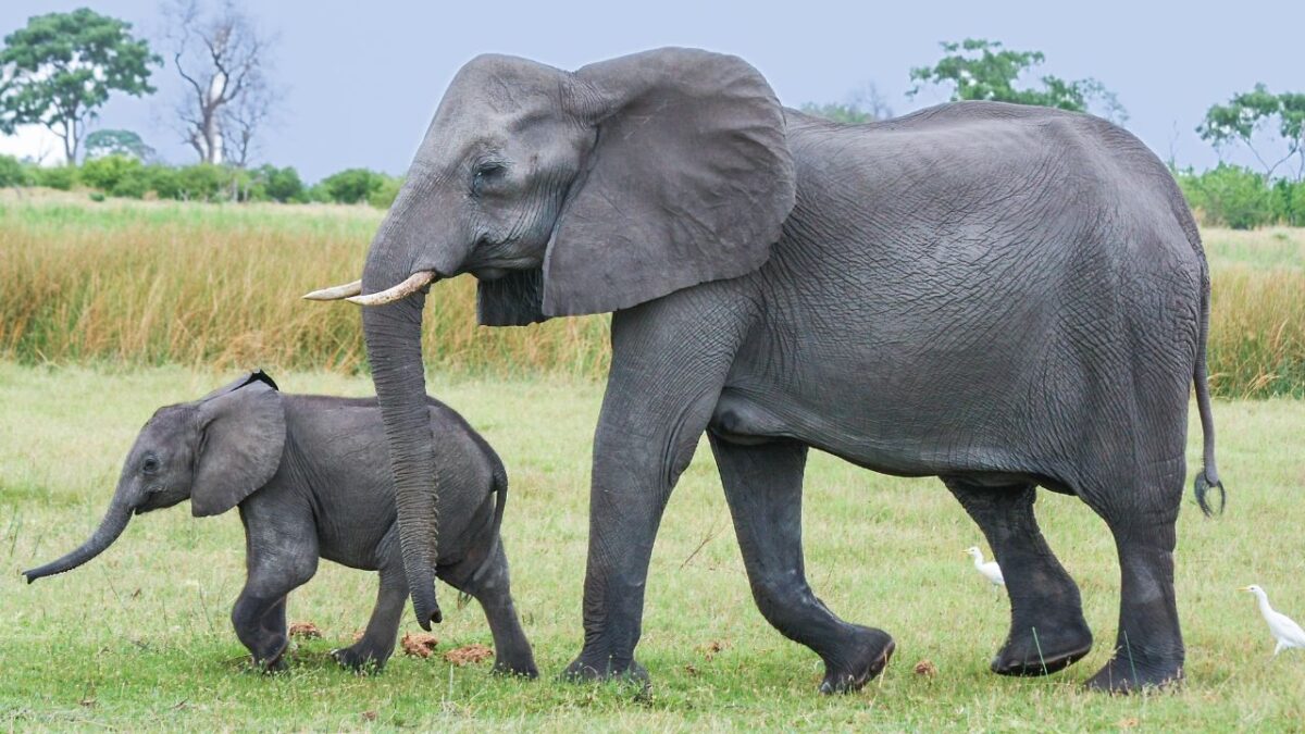 Quels sont les animaux les plus grands du monde ? Top 5