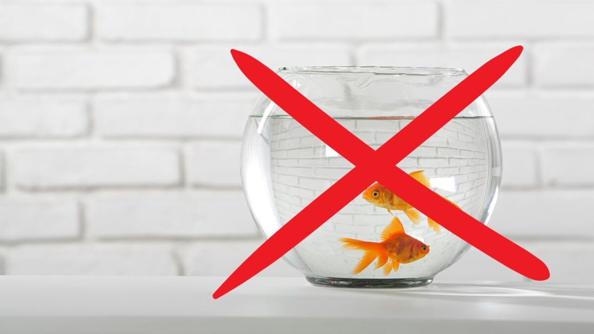 5 choses sur les poissons rouges qui vont vous surprendre