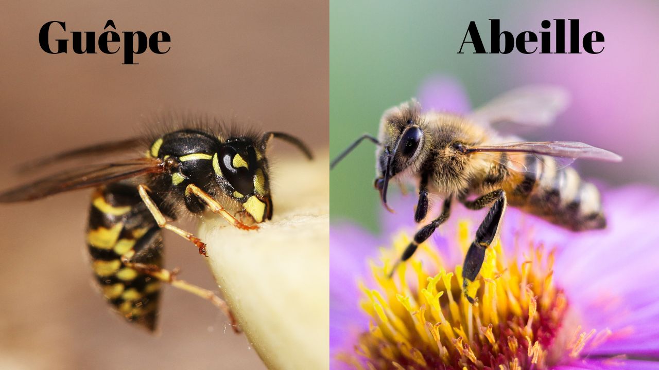 Quelle Est La Différence Entre Un Insecte Et Une Abeille Tueuse ...