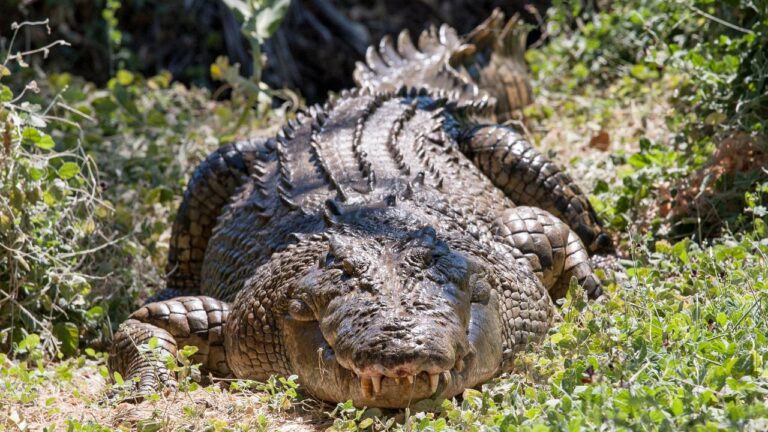 Quels sont les reptiles les plus grands du monde ? Top 5