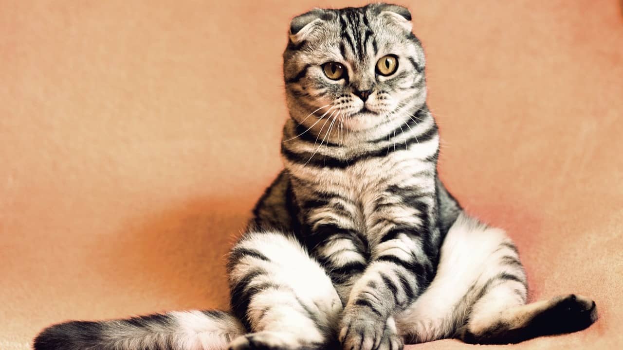 Chat : comment comprendre son langage corporel et sa voix