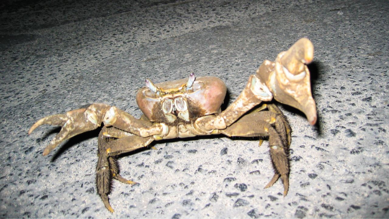 L'incroyable crabe des cocotiers : il mange tout sur son passage