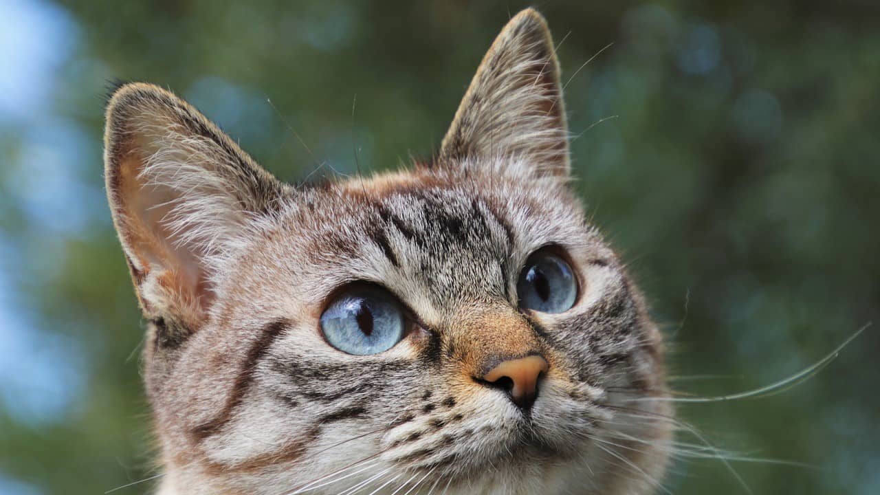 Chat : comment comprendre son langage corporel et sa voix