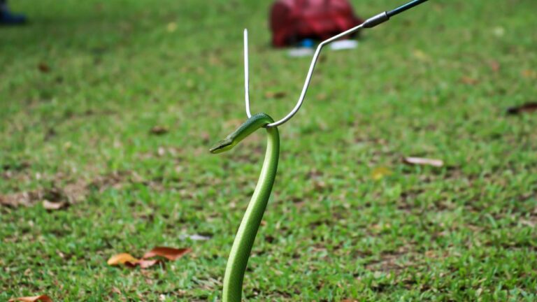 La reproduction du serpent : comment ça marche
