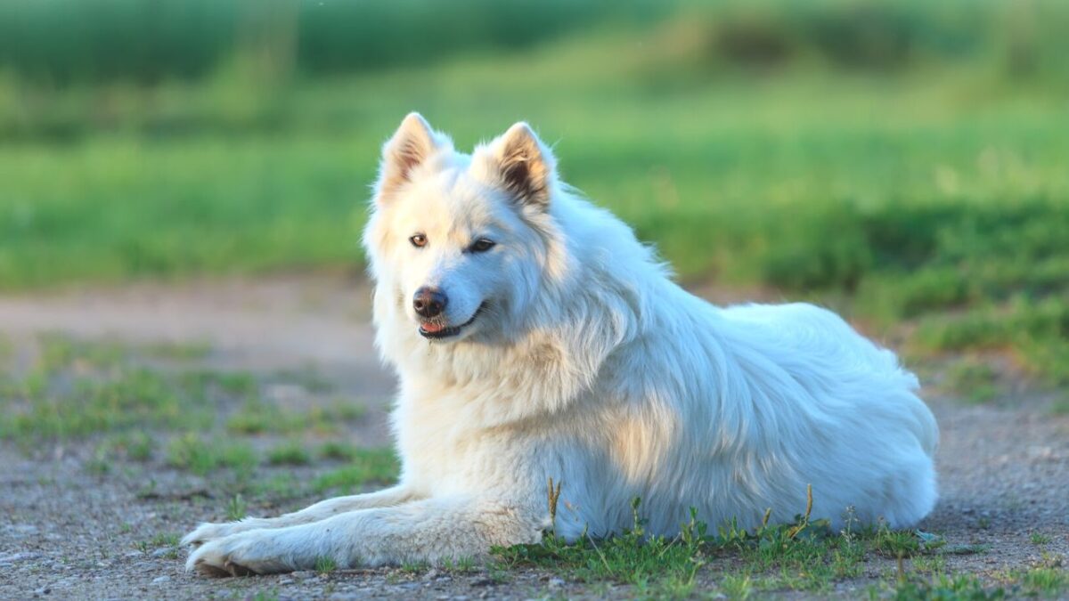 Top 10 des plus belles races de chien, le vôtre est-il dans la liste