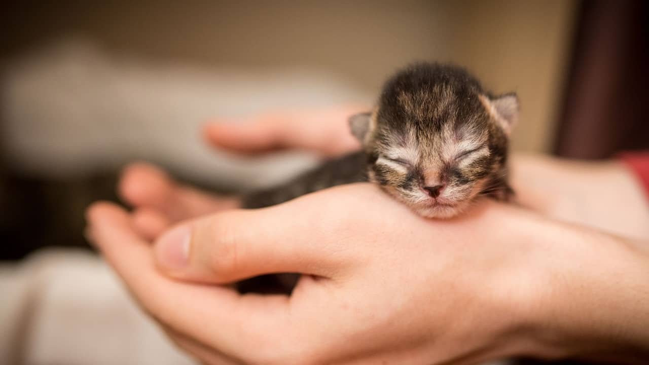 Vie du chat : les étapes clés de son cycle de vie