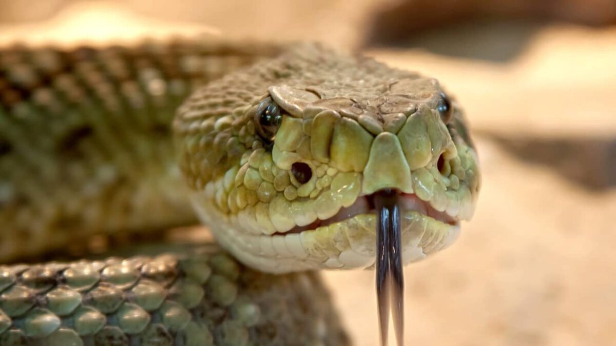 La reproduction du serpent : comment ça marche