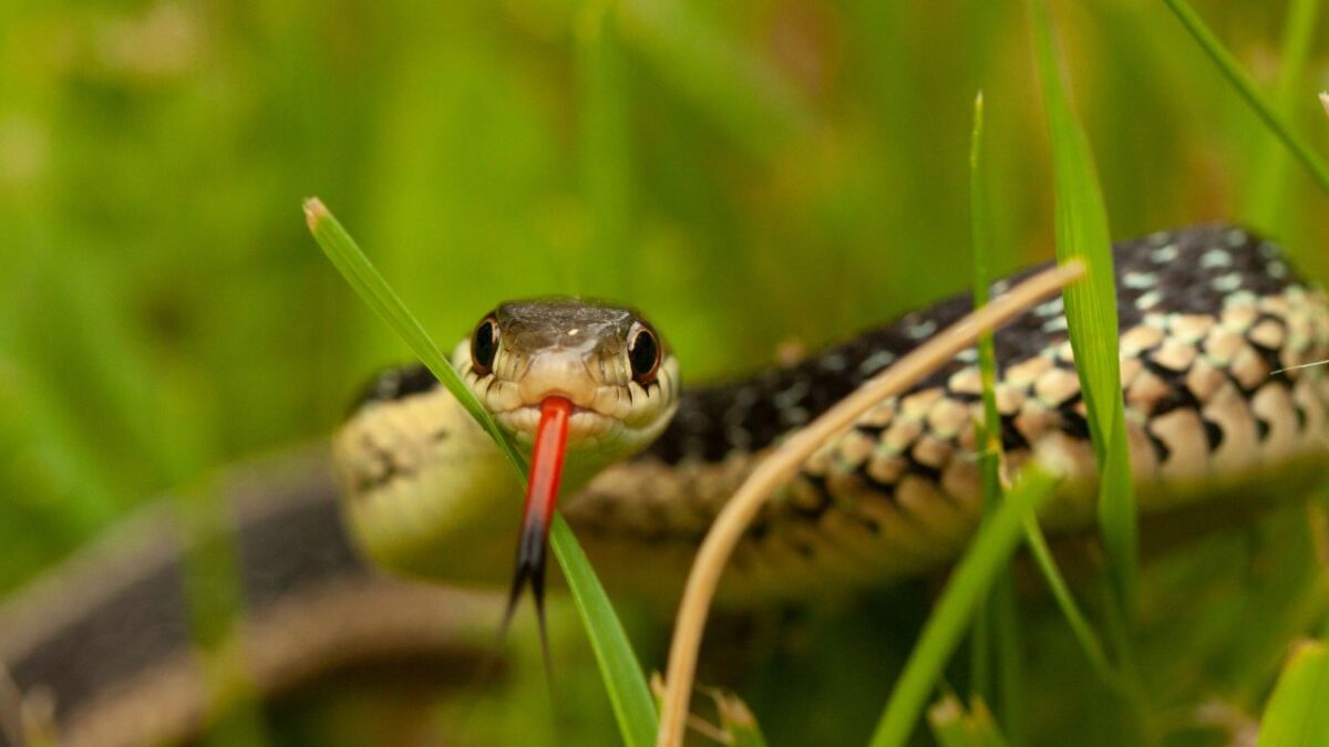 Serpents : leurs habitats et leurs modes de distribution