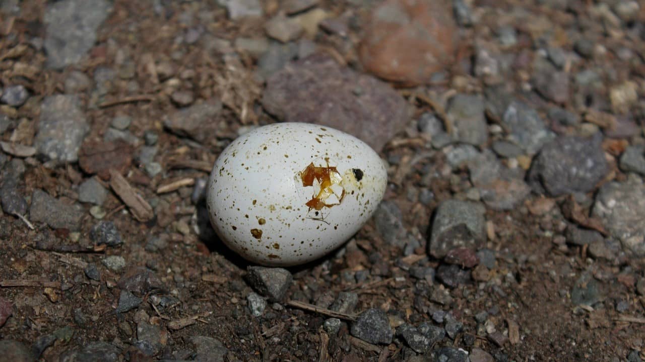 La reproduction du serpent : comment ça marche