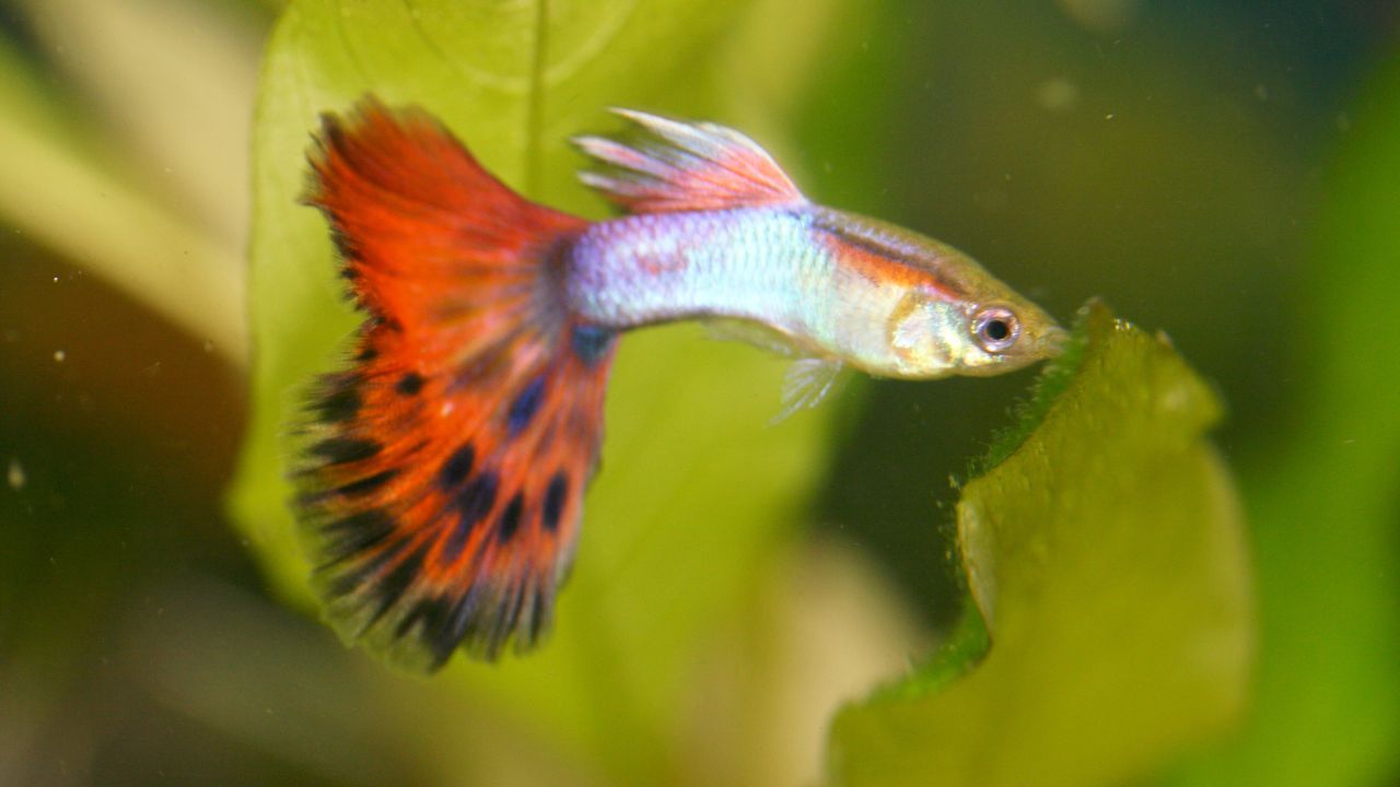 Quels sont les meilleurs poissons à élever en petit aquarium