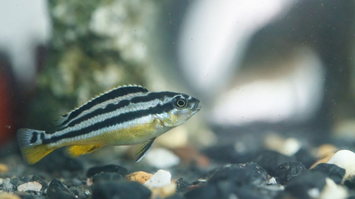 Quels sont les meilleurs poissons à élever en petit aquarium