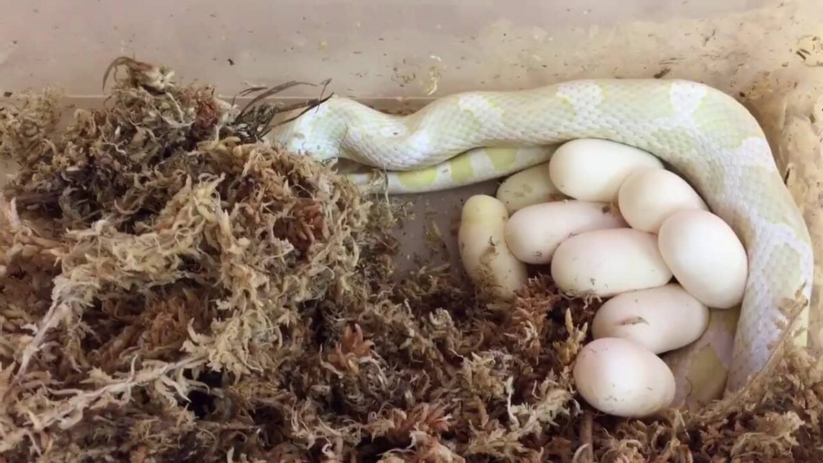 La reproduction du serpent : comment ça marche