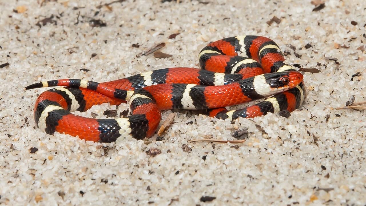 Serpents en élevage : quelles sont les espèces les plus rares