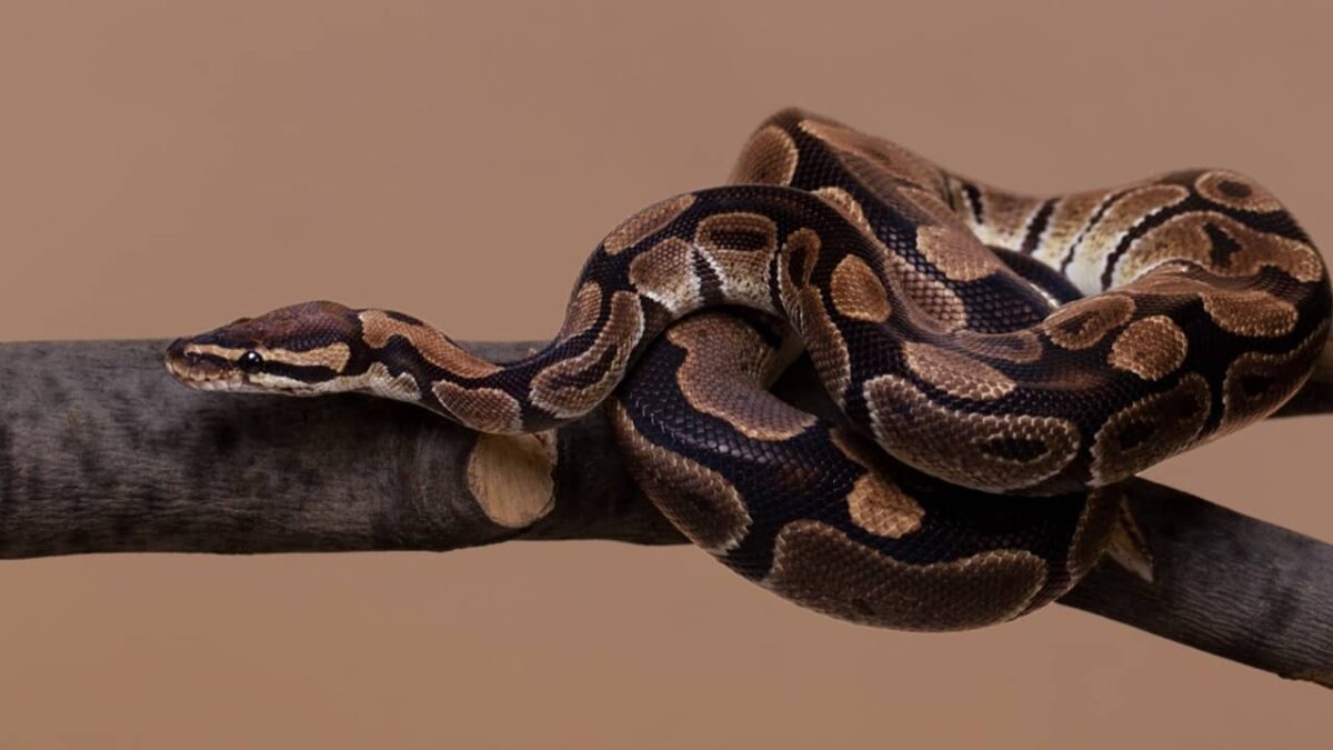 Physiologie des serpents : respiration, locomotion, on vous dit tout
