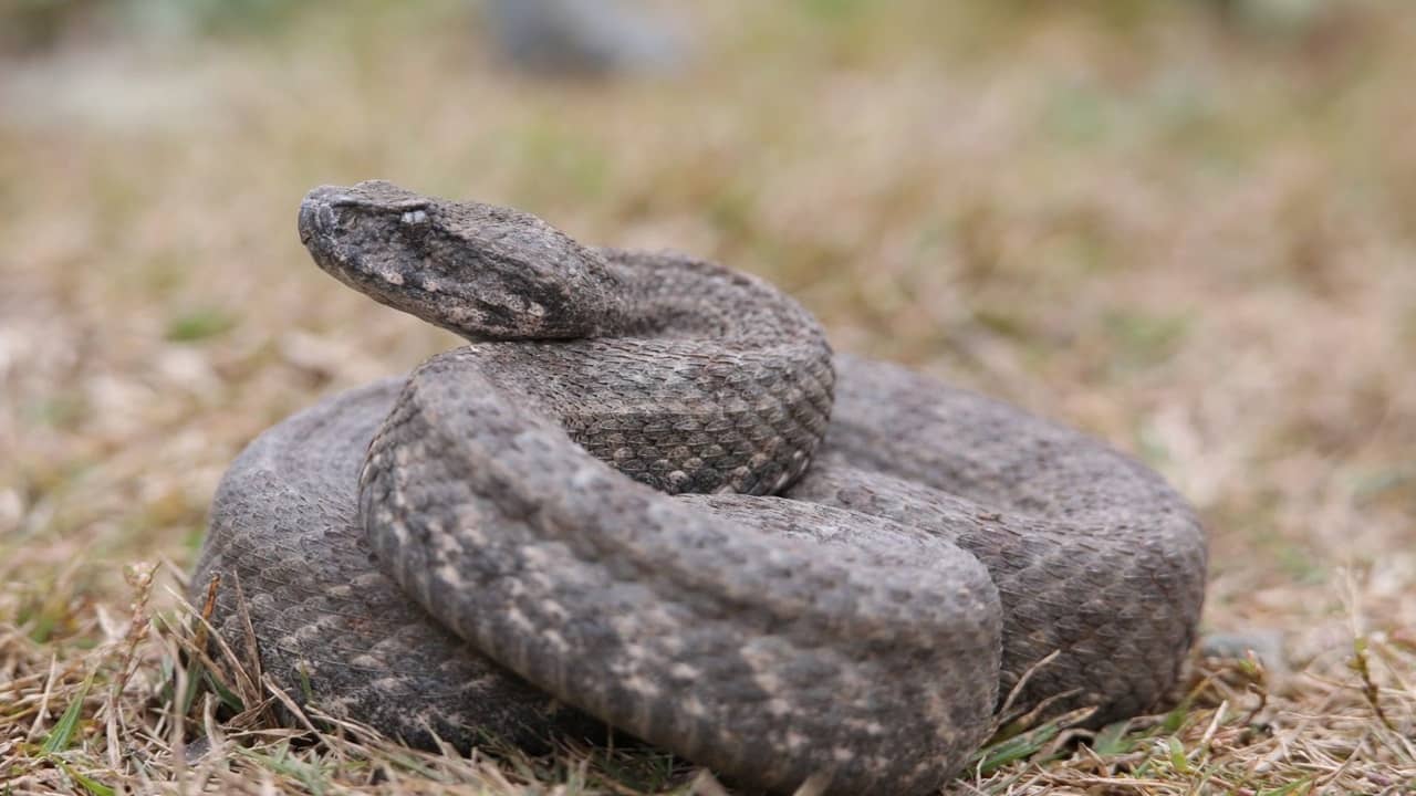 Physiologie des serpents : respiration, locomotion, on vous dit tout