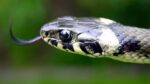 Physiologie des serpents : respiration, locomotion, on vous dit tout
