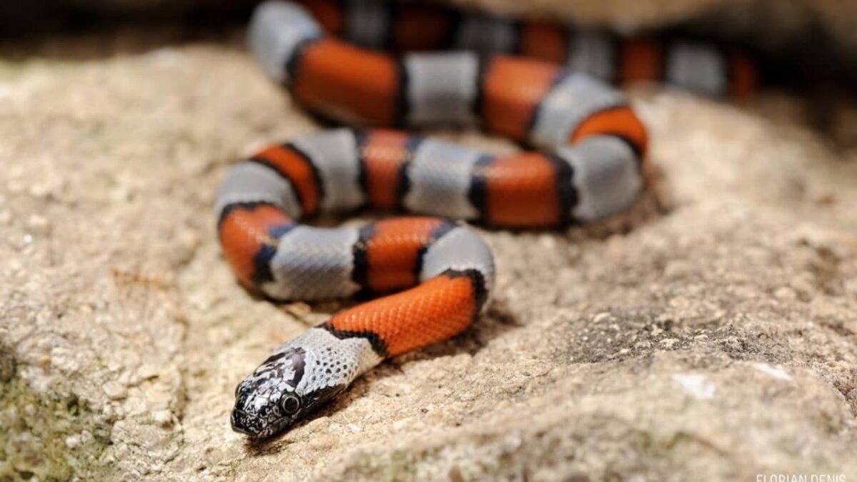 Espèces de serpents courants en élevage : top 10