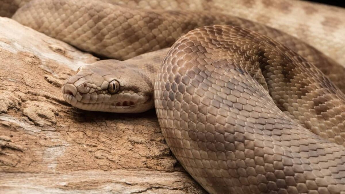Serpents en élevage : quelles sont les espèces les plus rares