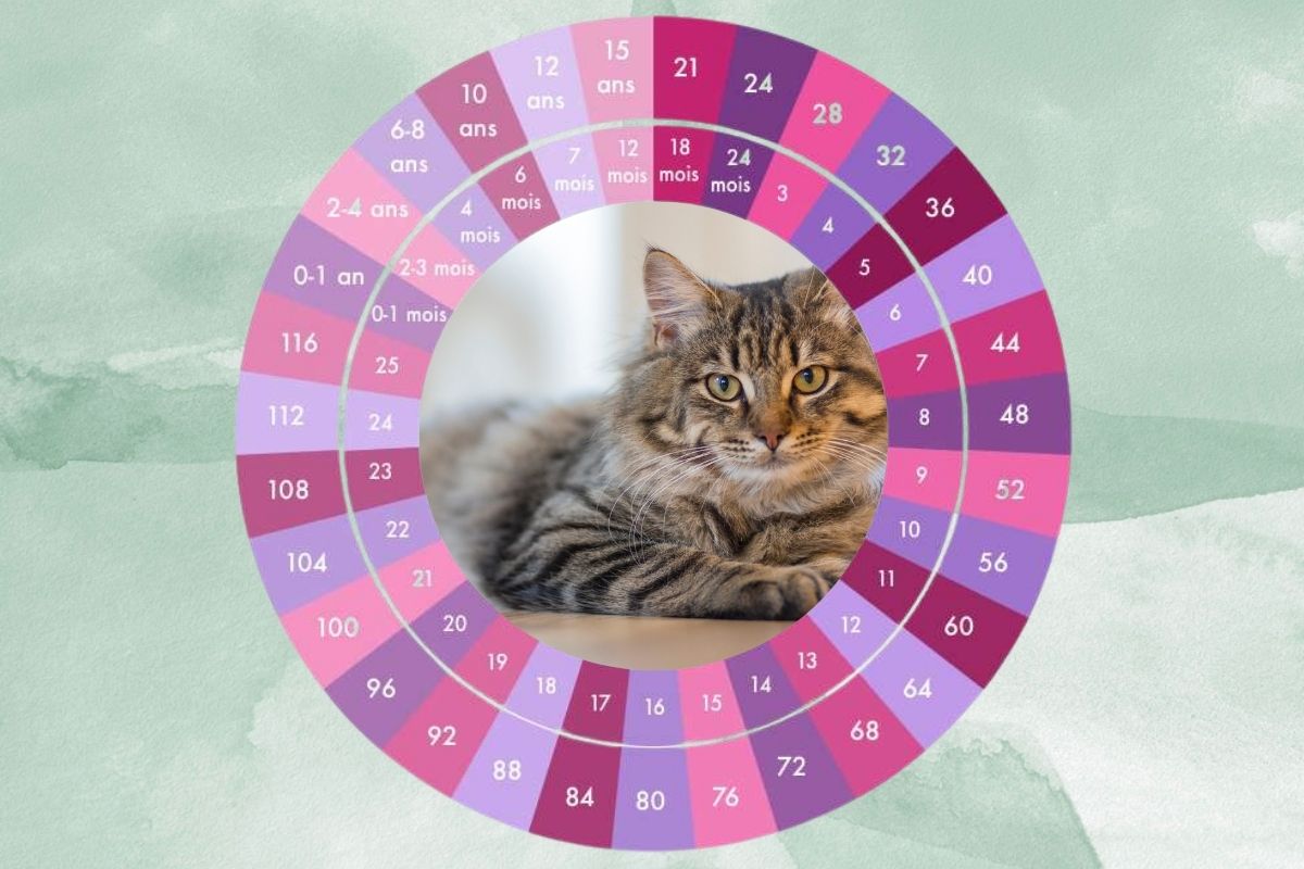 Age de votre chat en années humaines : guide complet.