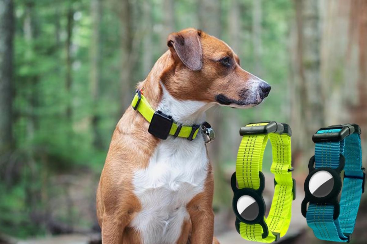 Faut-il essayer l’Apple Watch du chien