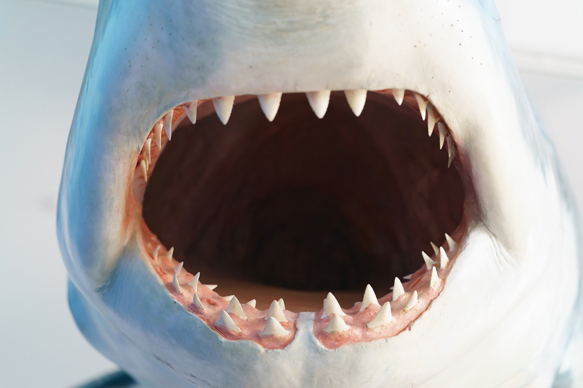 Requin blanc : les secrets fascinants d'une dentition hors du commun