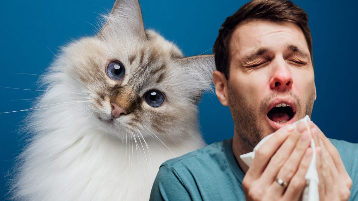 Vie du chat : les étapes clés de son cycle de vie