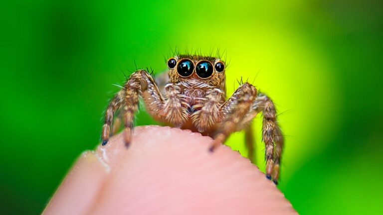 Comment élever une Phidippus regius (alias l’araignée sauteuse)