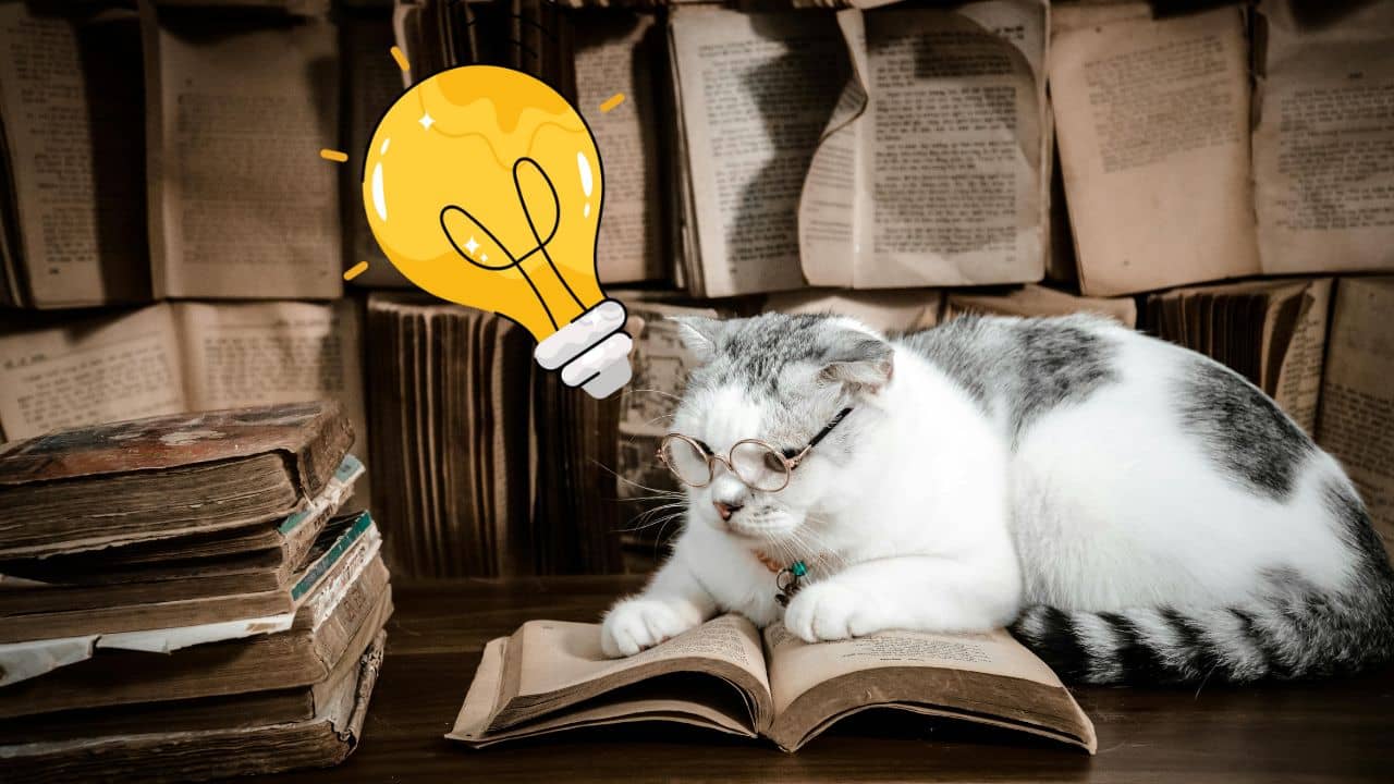 Pourquoi un chat intelligent est plus difficile à éduquer ? La réponse